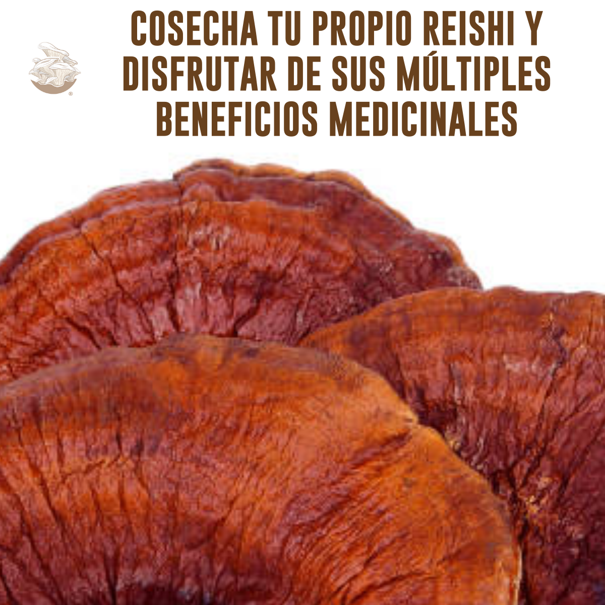 KIT DE CULTIVO DE HONGO REISHI – Funset MX