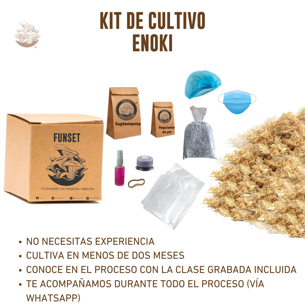 KIT DE CULTIVO DE HONGO ENOKI – Funset MX