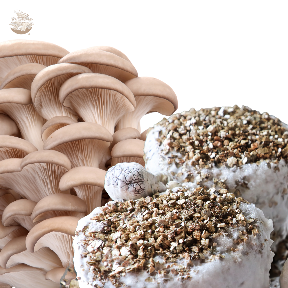 MICELIO SETA GRIS/BLANCA – Funset MX