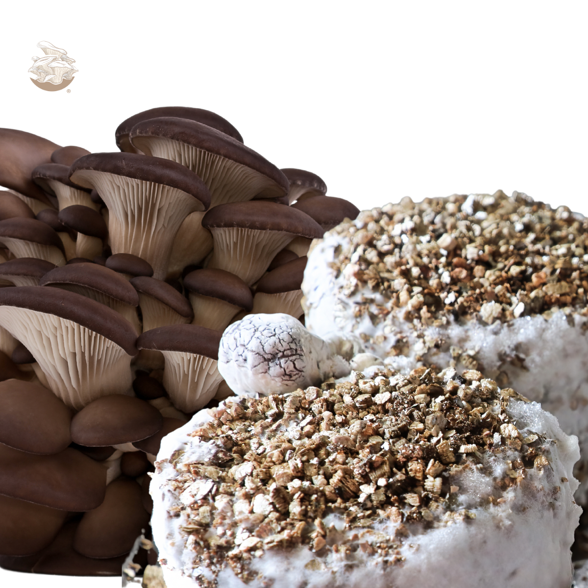 MICELIO SETA GRIS/BLANCA – Funset MX