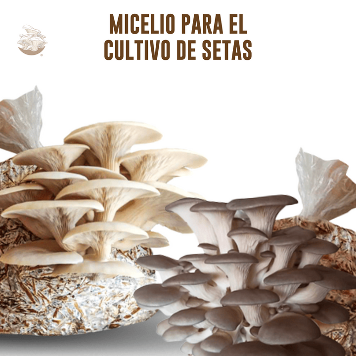 Micelio – Funset MX
