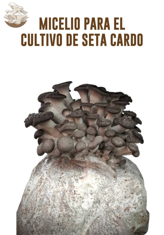 MICELIO SETA REY/CARDO – Funset MX